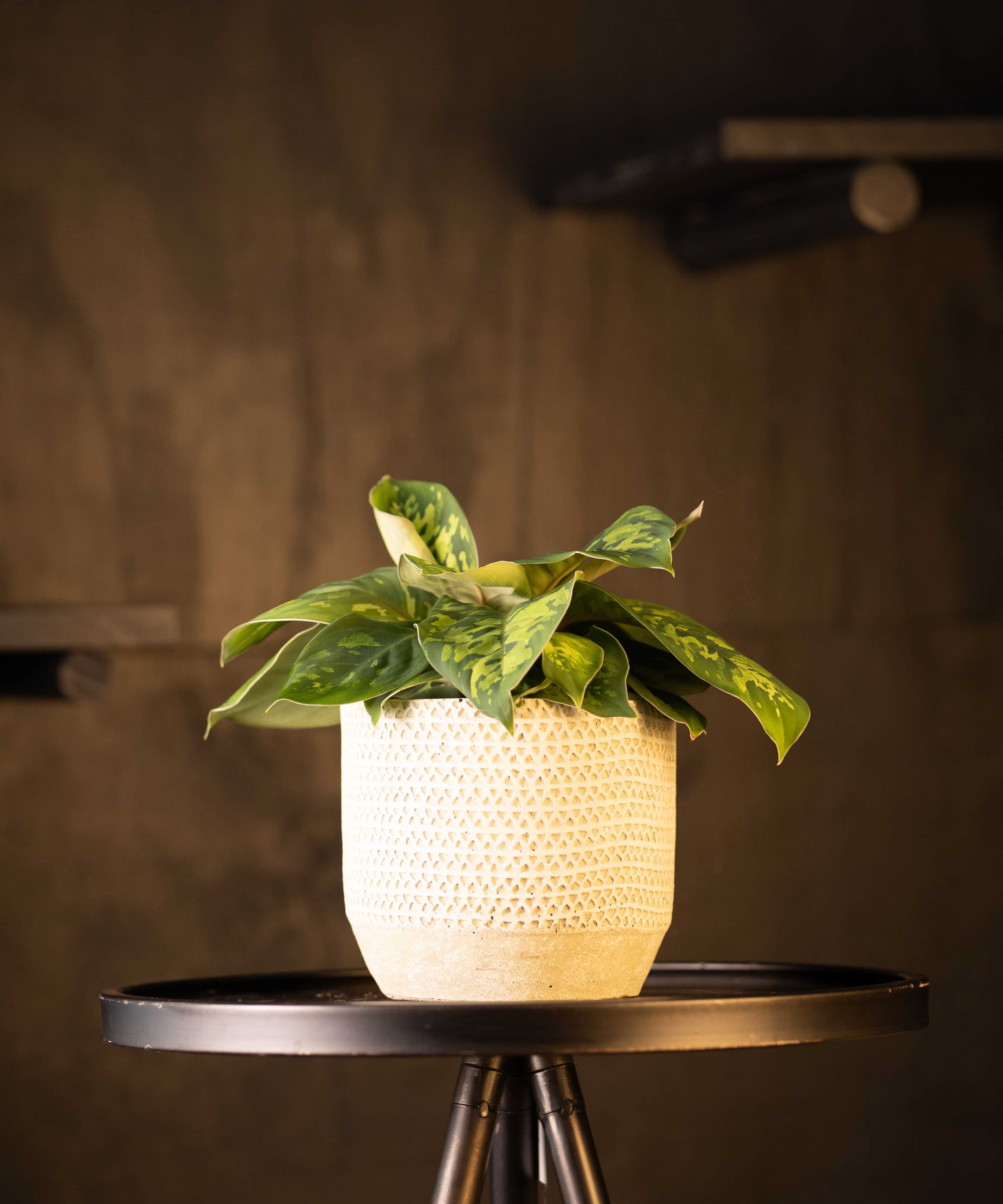 INTENZ® | Homalomena Camouflage | 25cm | kamerplant incl. pot – intenz