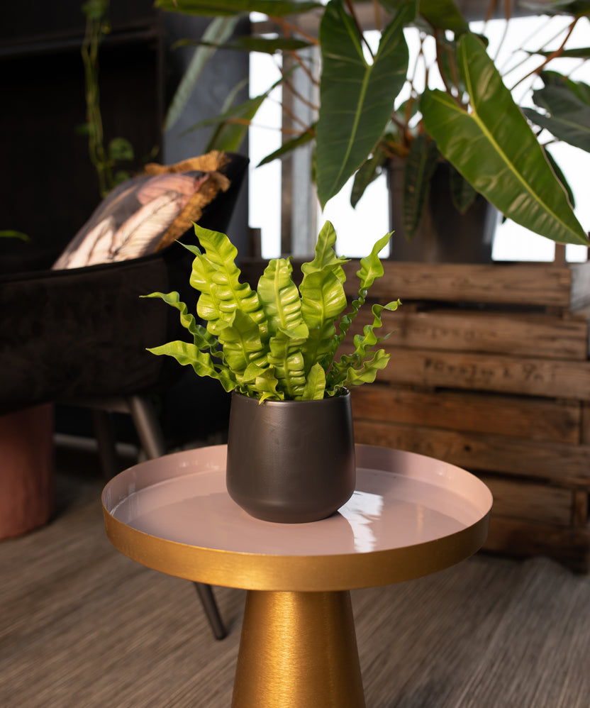 Intenz | Exclusive plants for modern living | Webshop – intenz
