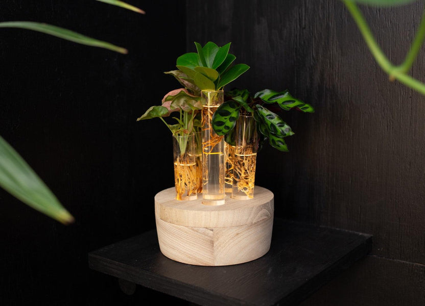 Intenz | Exclusive plants for modern living | Webshop – intenz