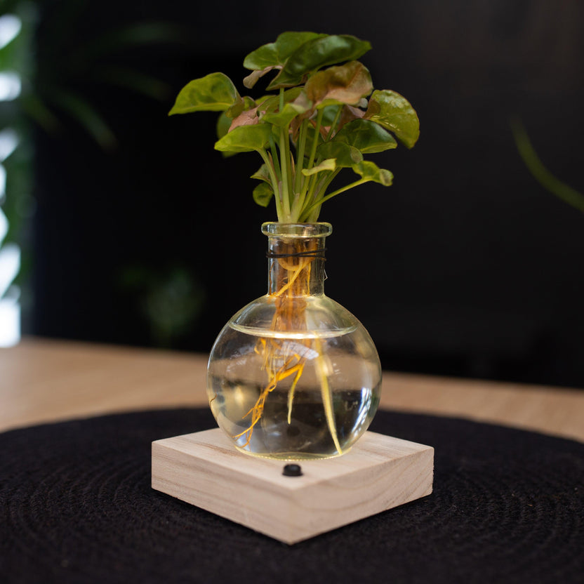 Intenz | Exclusive plants for modern living | Webshop – intenz