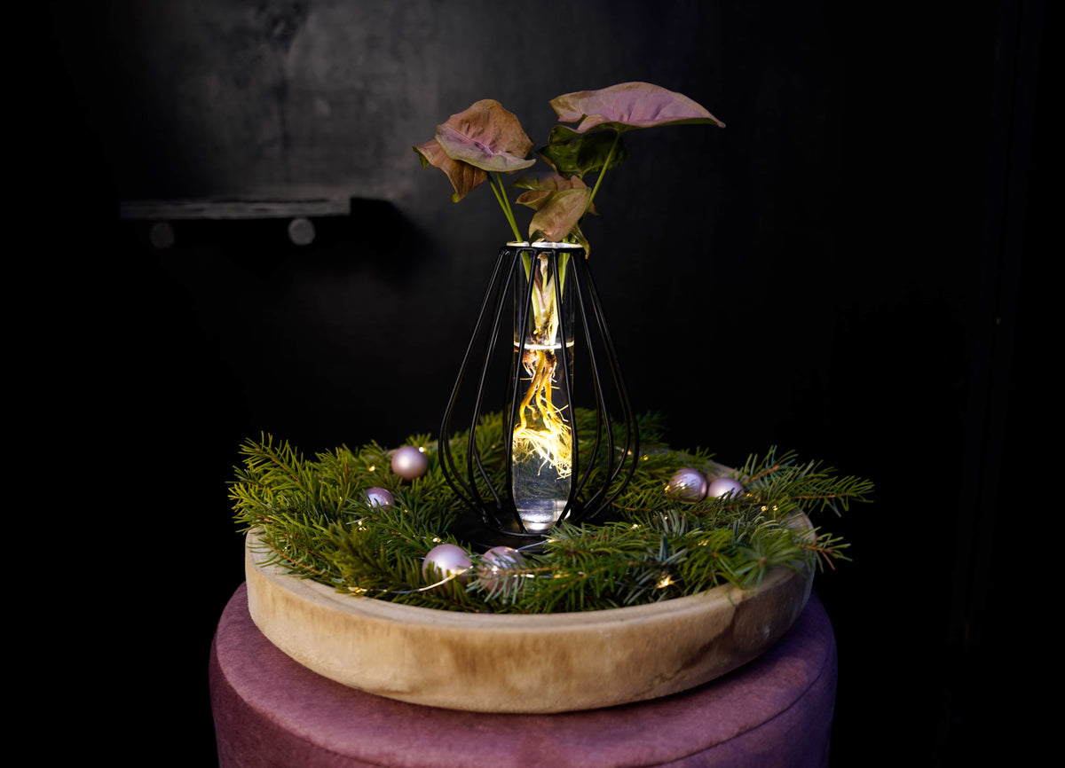 Intenz | Exclusive plants for modern living | Webshop – intenz