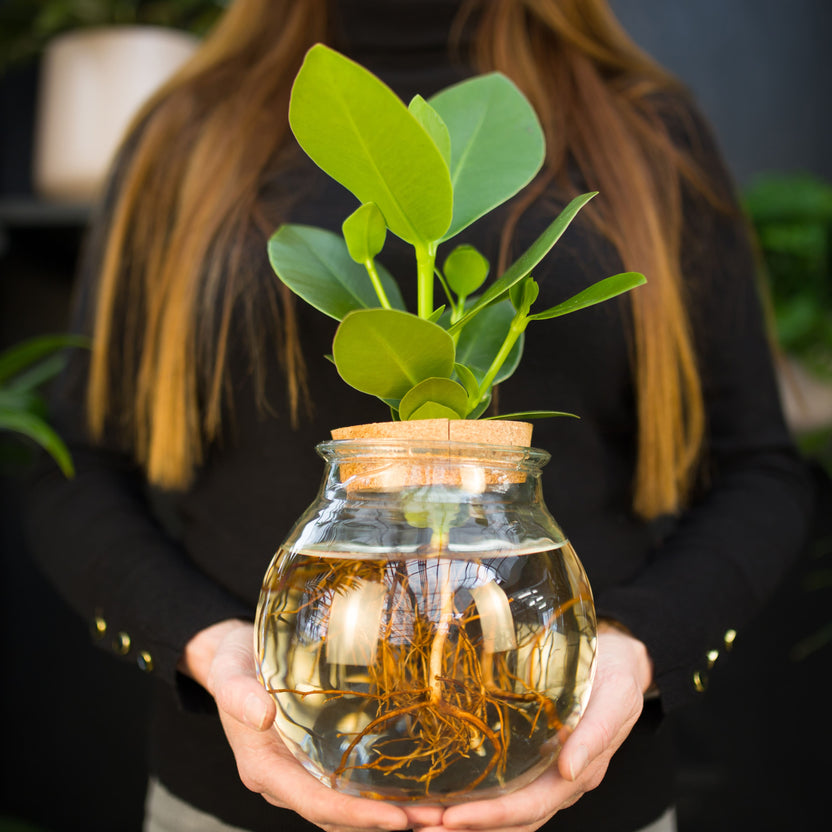 Intenz | Exclusive plants for modern living | Webshop – intenz