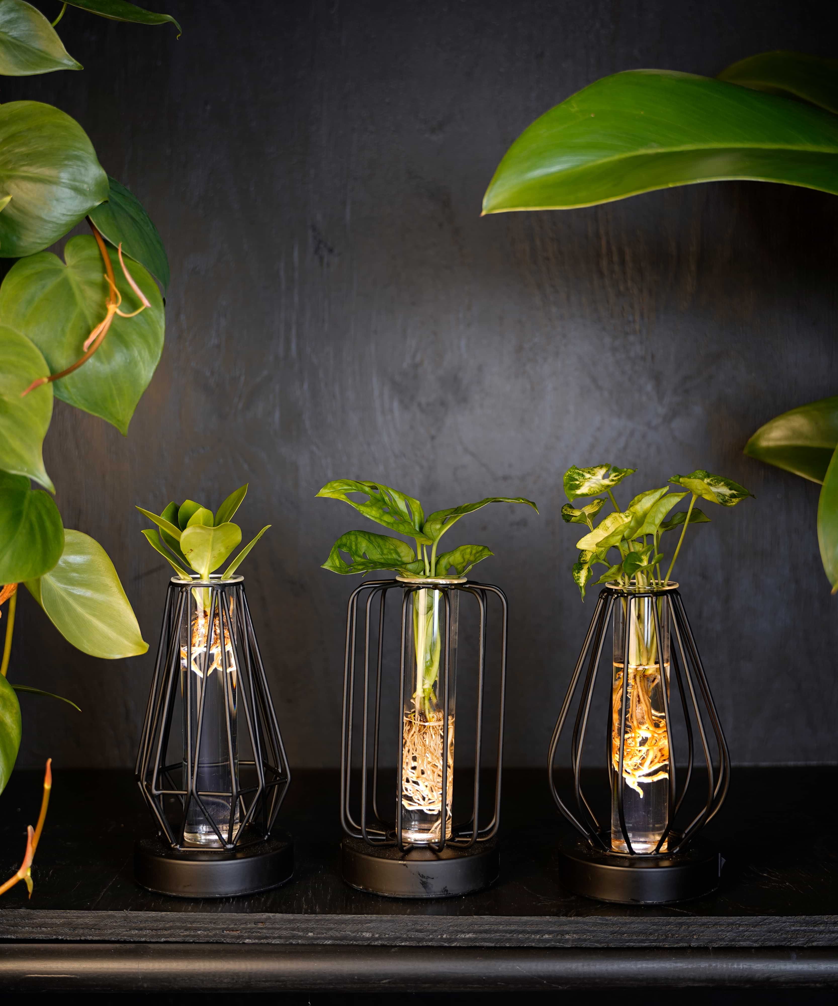 INTENZ® | Turijn | lichtplantje | concept vorm en plant naar keuze ...